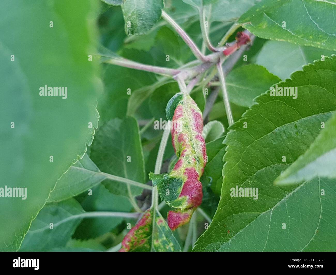 Rosy Leaf-curling Aphid (Dysaphis devecta) Insecta Stock Photo - Alamy