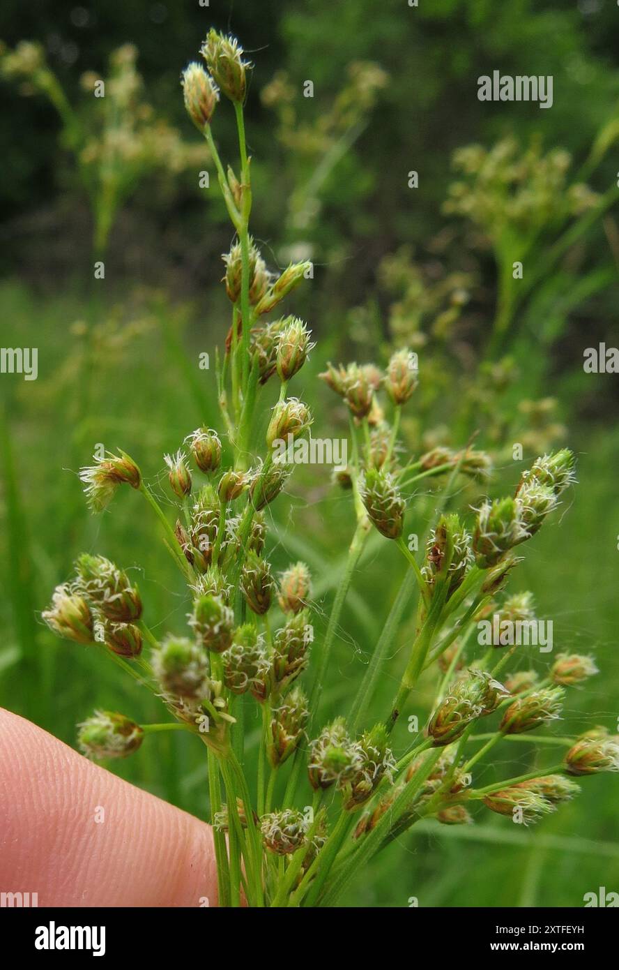 nodding bulrush (Scirpus pendulus) Plantae Stock Photo - Alamy