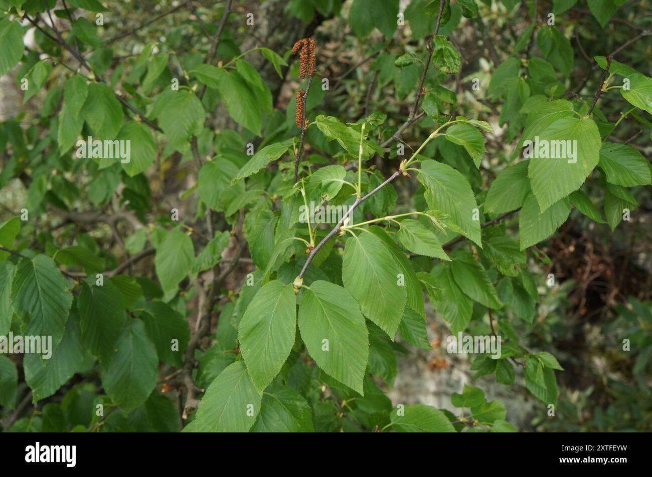 birch family (Betulaceae) Plantae Stock Photo - Alamy