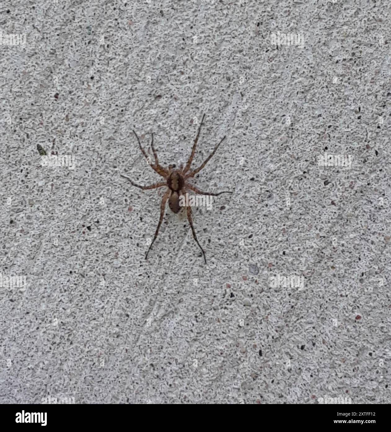 Thin-legged Wolf Spiders (Pardosa) Arachnida Stock Photo - Alamy