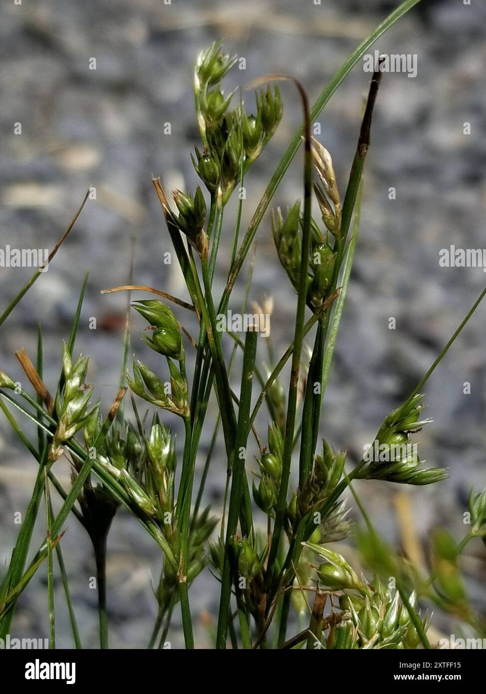 Slender Path Rush (Juncus tenuis) Plantae Stock Photo - Alamy