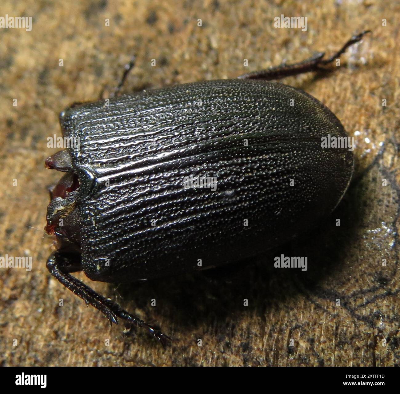 Antelope Beetle (Dorcus parallelus) Insecta Stock Photo - Alamy