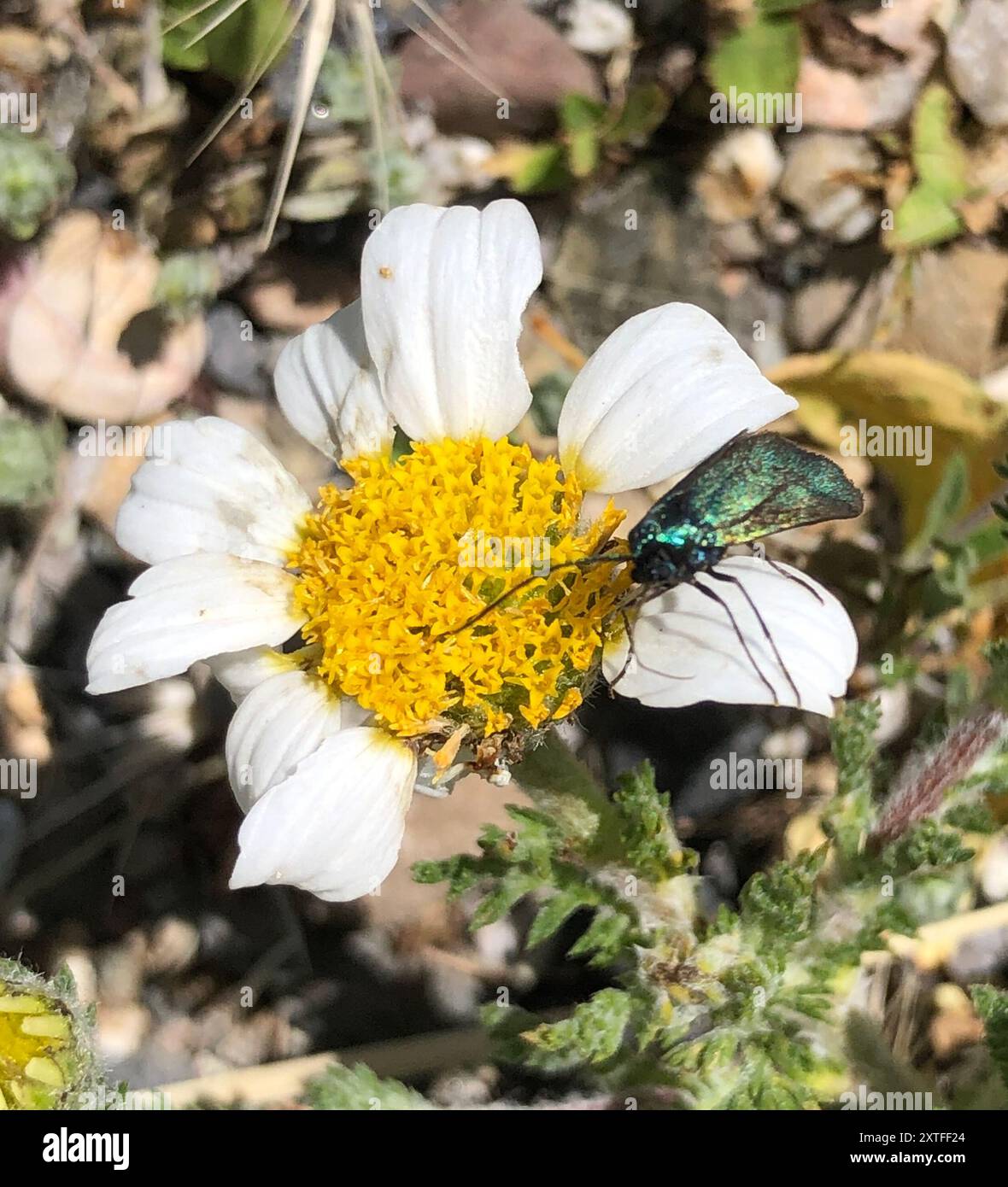 Forester Moths (Procridinae) Insecta Stock Photo - Alamy