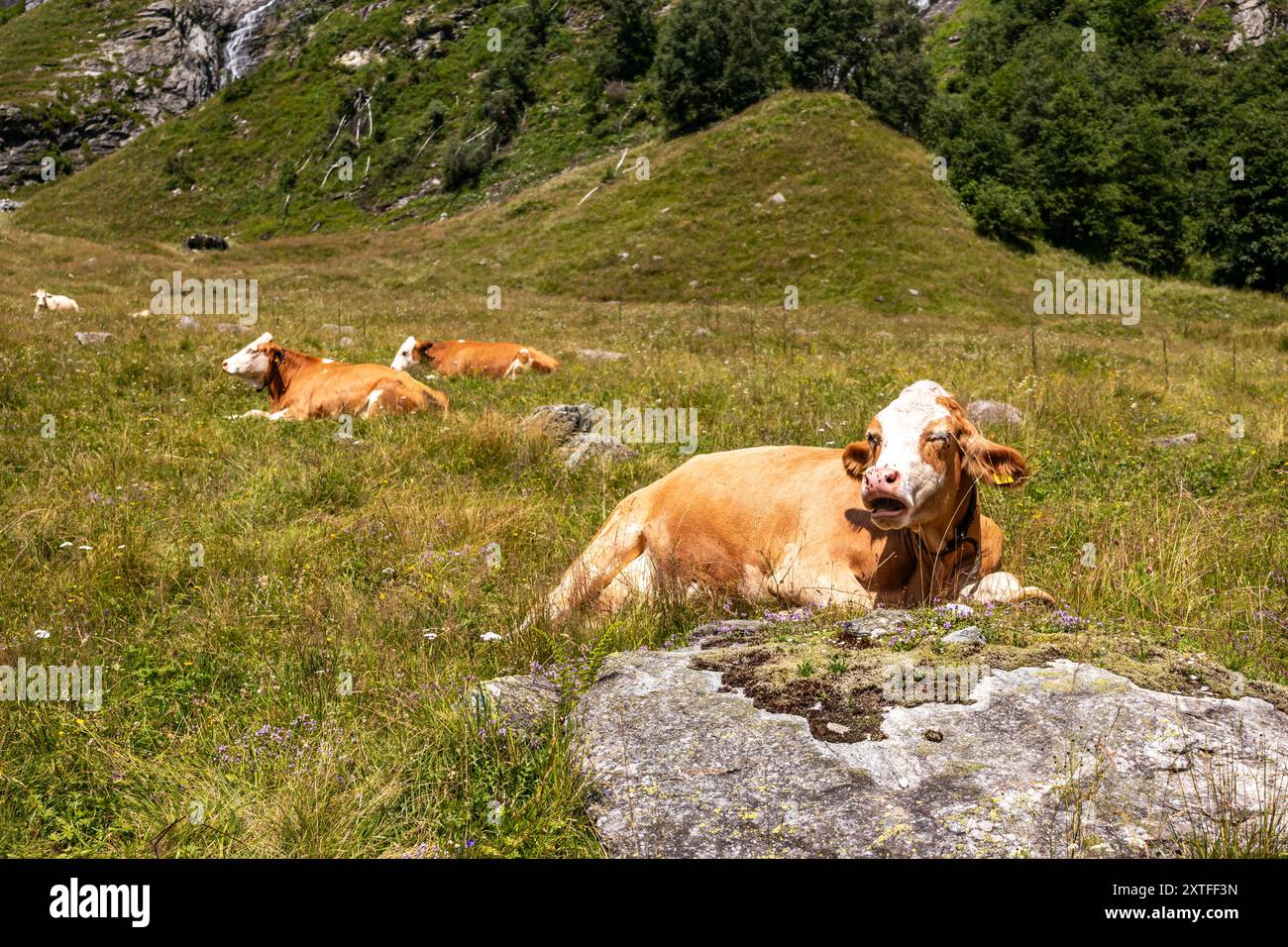 Impressionen aus Mallnitz Nationalpark Hohe Tauern Seebachtal Stock ...