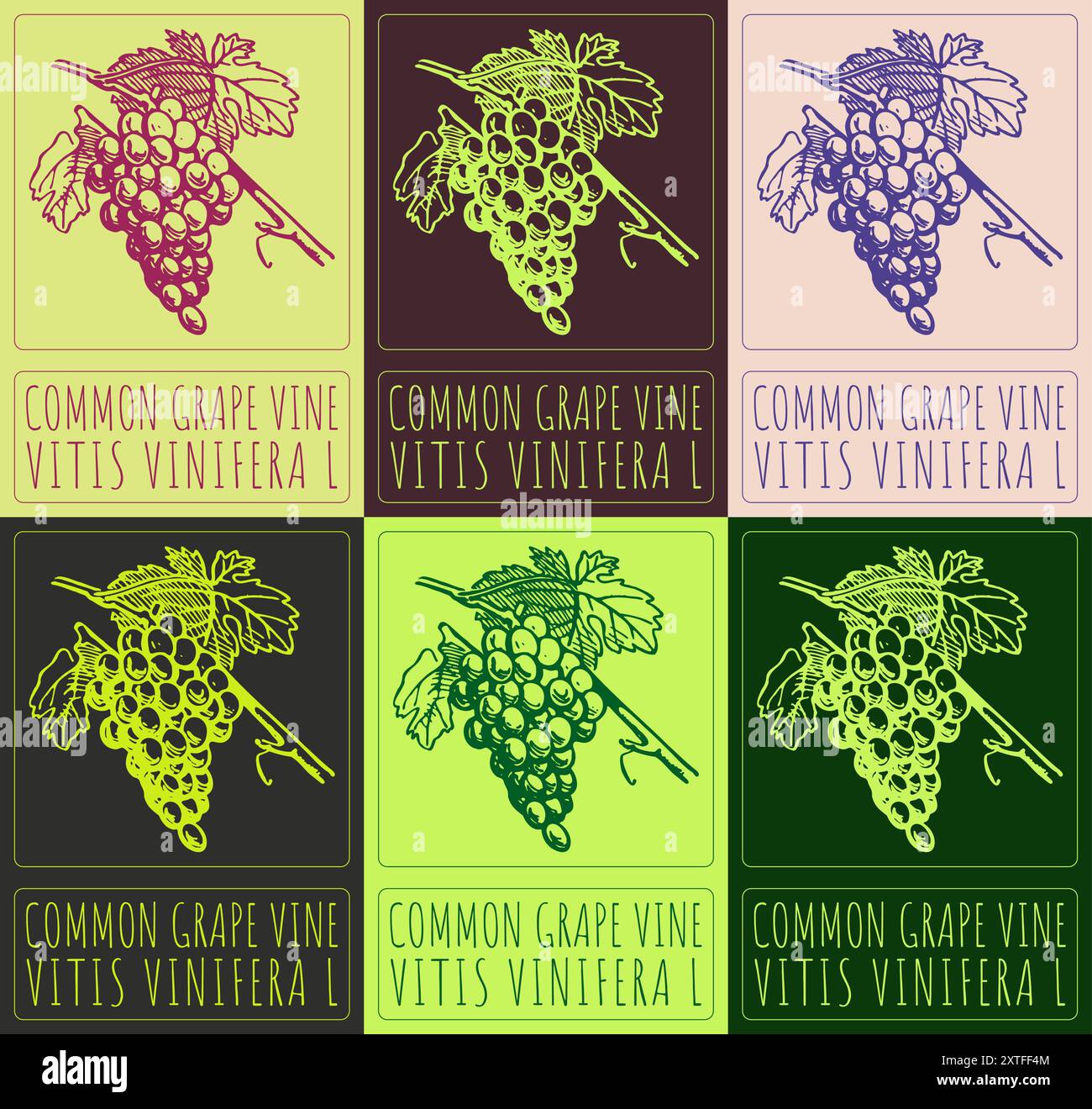Set of vector drawing COMMON GRAPE VINE in various colors. Hand drawn ...