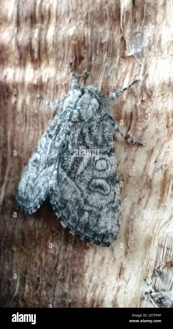 Brother Moth (Raphia frater) Insecta Stock Photo - Alamy