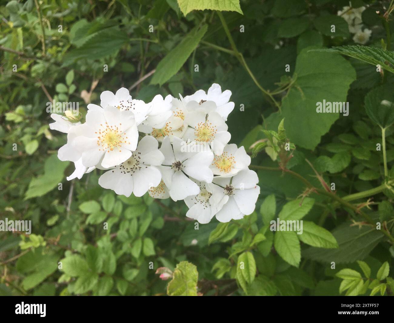 multiflora rose (Rosa multiflora) Plantae Stock Photo - Alamy
