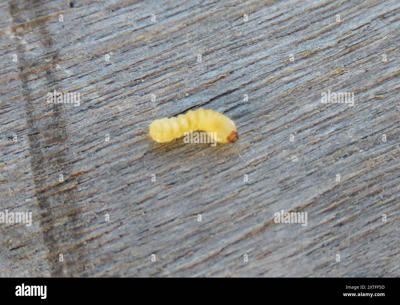 Water, Rove, Scarab, Long-horned, Leaf, and Snout Beetles (Polyphaga ...