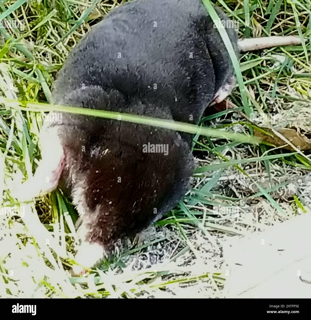Western Moles (Scapanus) Mammalia Stock Photo - Alamy