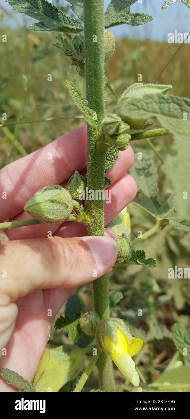 Russian Hollyhock (Alcea rugosa) Plantae Stock Photo - Alamy