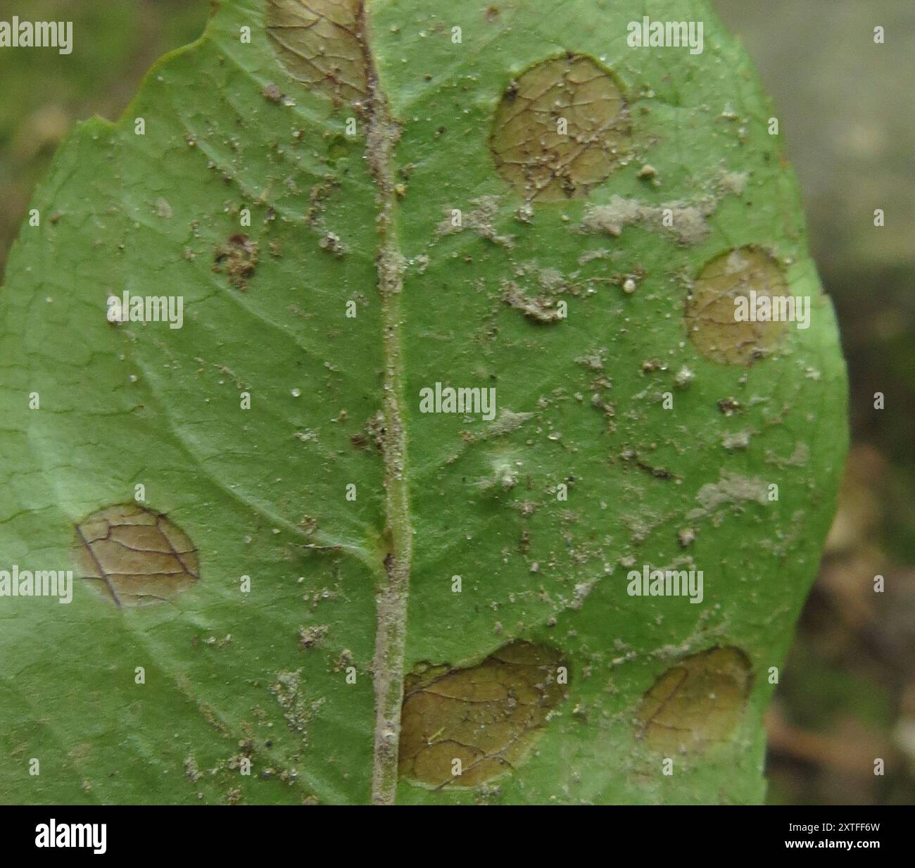 Quince leaf blight hi-res stock photography and images - Alamy