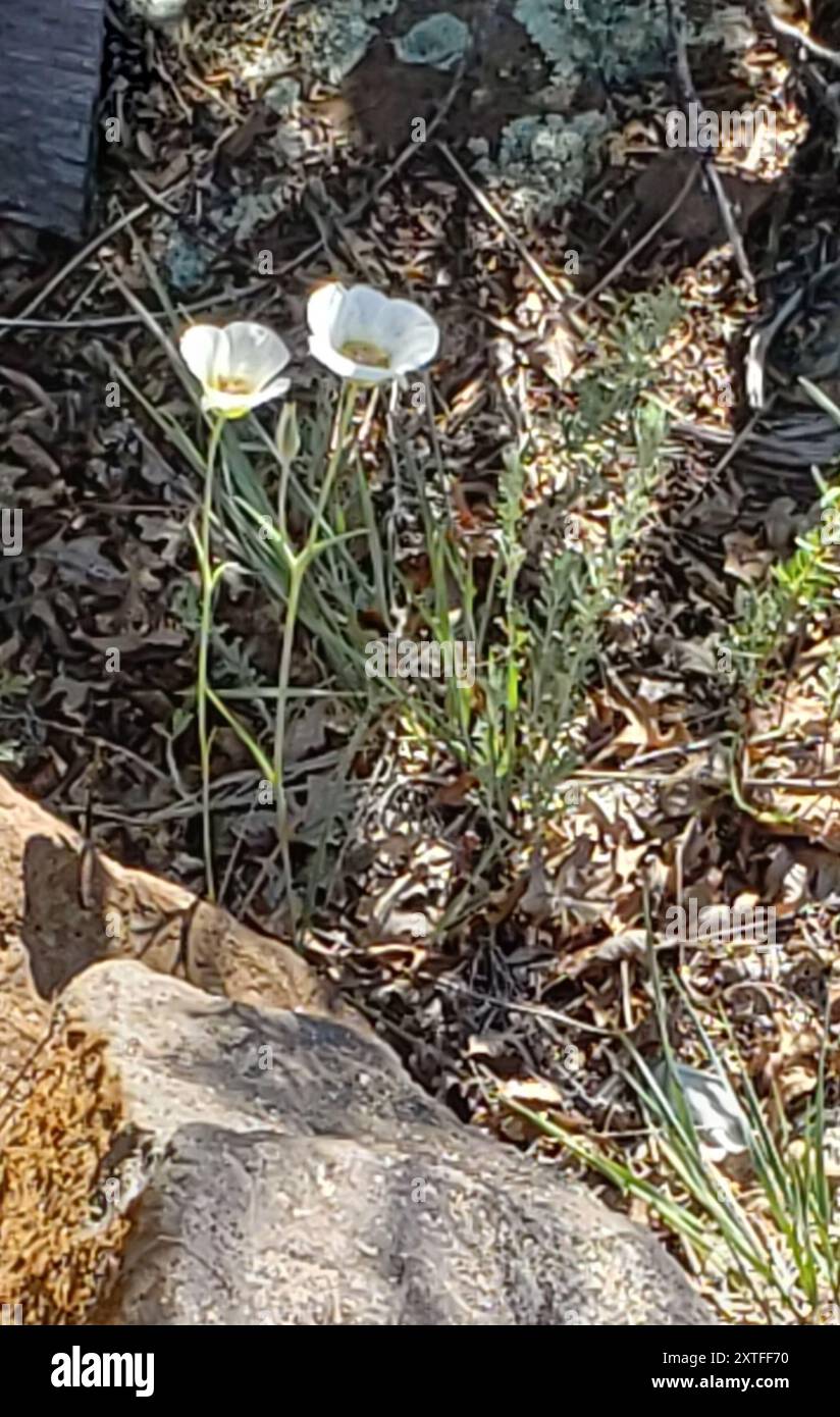 Arizona mariposa lily (Calochortus ambiguus) Plantae Stock Photo - Alamy