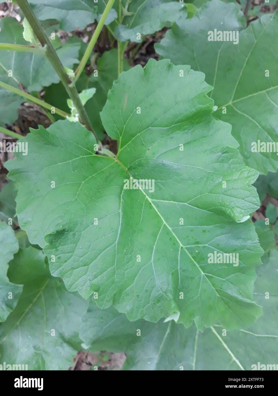 lesser burdock (Arctium minus) Plantae Stock Photo - Alamy