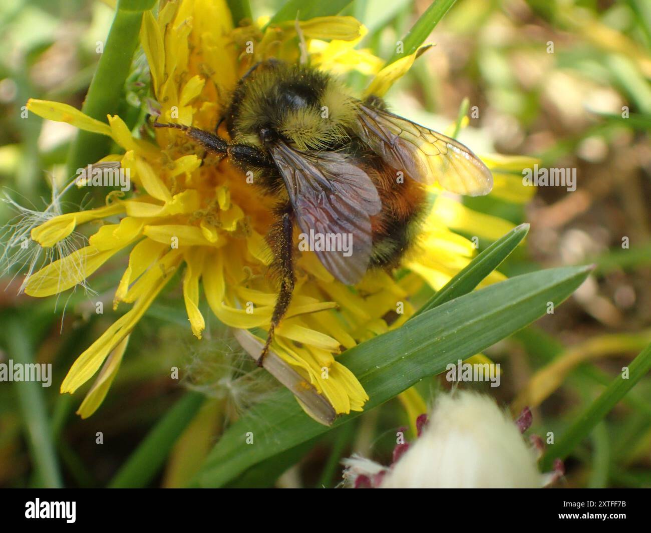 Black-tailed Bumble Bee (Bombus melanopygus) Insecta Stock Photo - Alamy