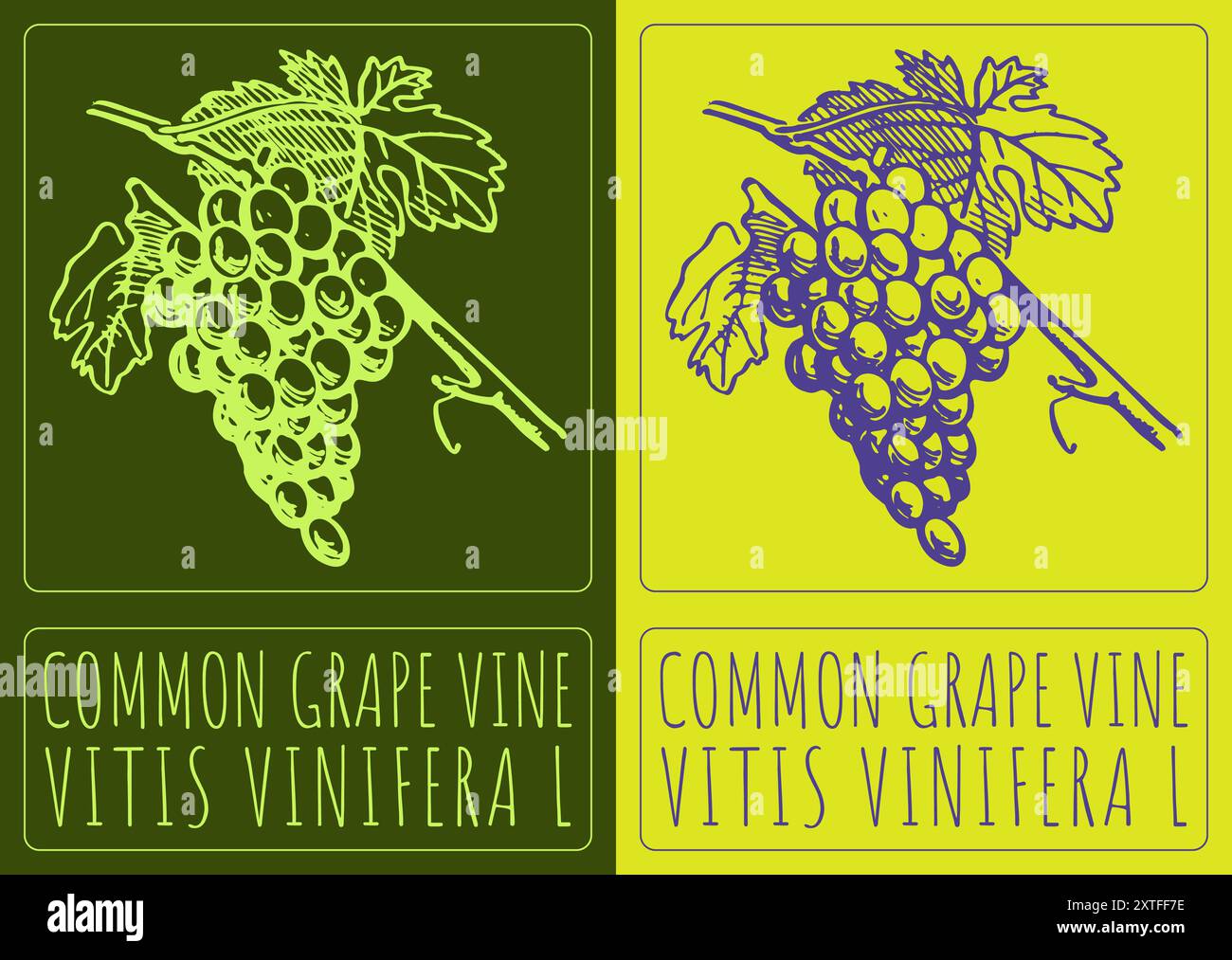 Vector drawing COMMON GRAPE VINE. Hand drawn illustration. Latin name ...
