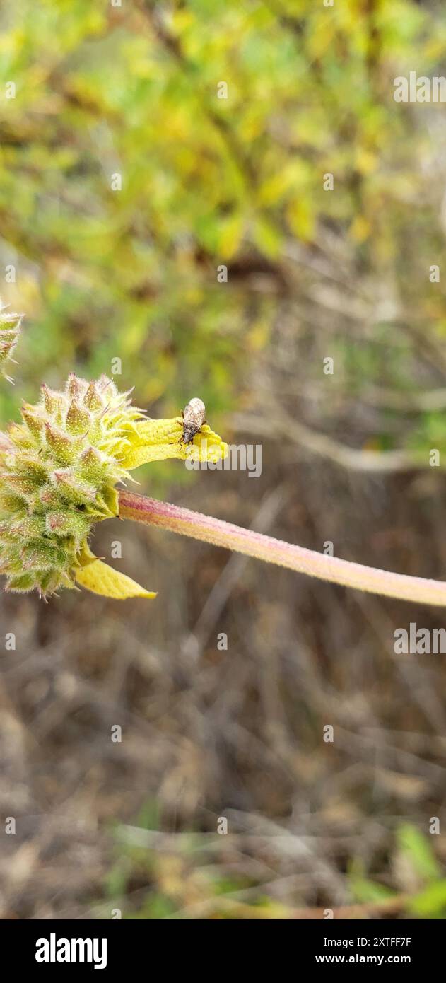 False chinch bugs (Nysius) Insecta Stock Photo - Alamy