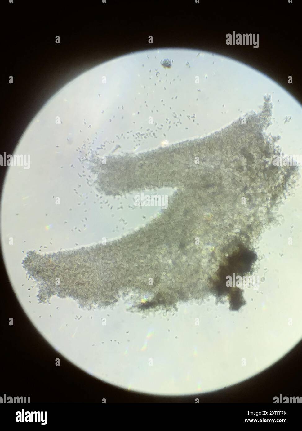 Dripping bonnet hi-res stock photography and images - Alamy