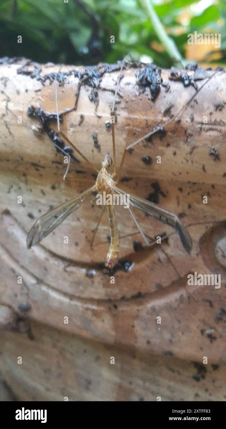 Large Crane Flies (Tipulidae) Insecta Stock Photo - Alamy