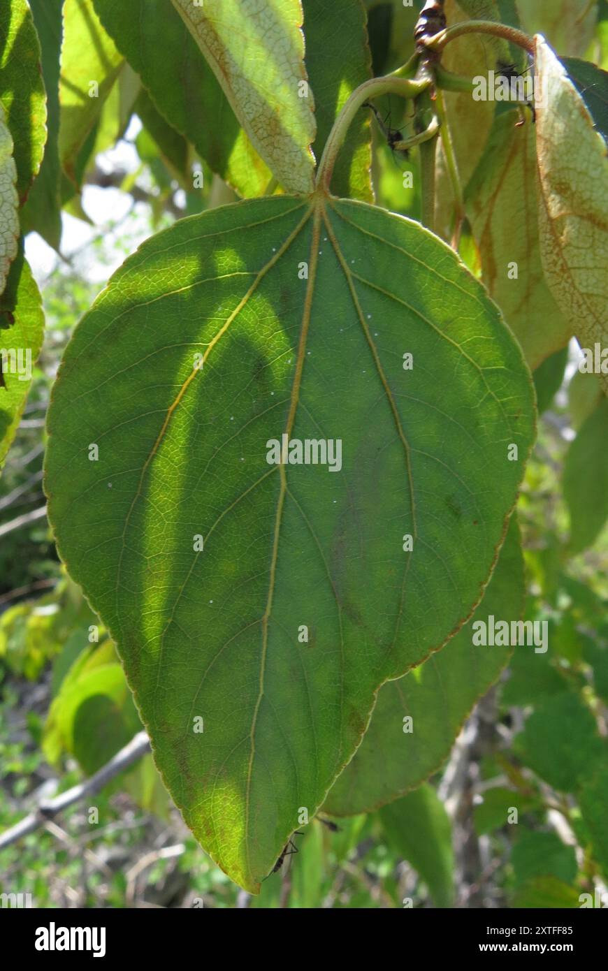 balsam poplar (Populus balsamifera) Plantae Stock Photo - Alamy