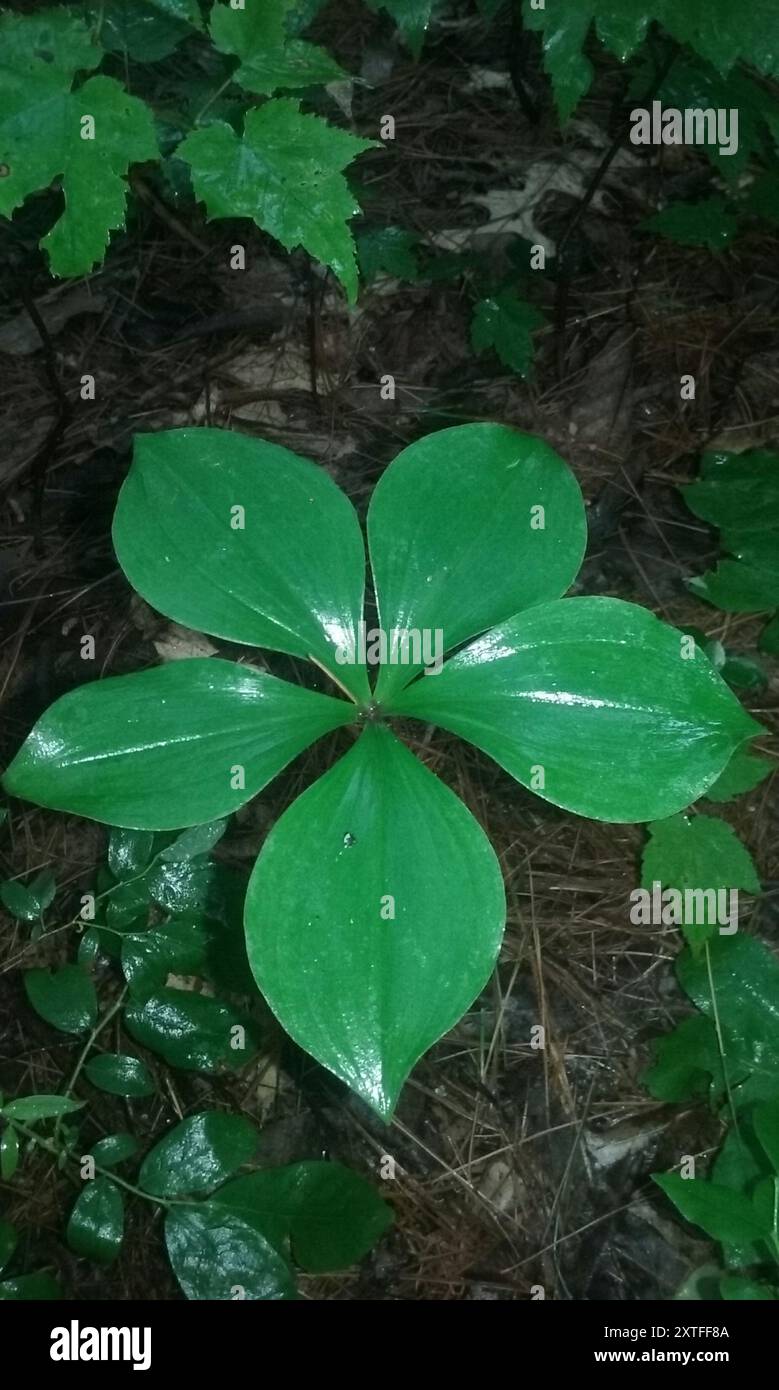 monocots (Liliopsida) Plantae Stock Photo - Alamy