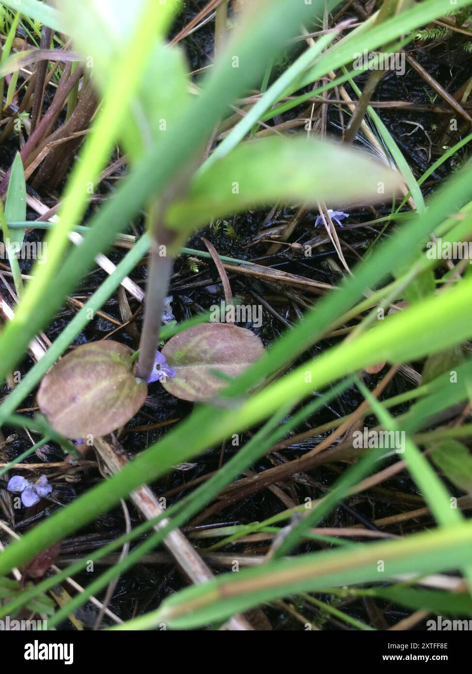 American brooklime (Veronica americana) Plantae Stock Photo - Alamy