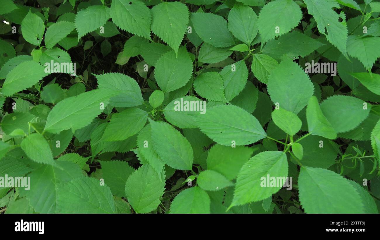wood nettle (Laportea canadensis) Plantae Stock Photo - Alamy