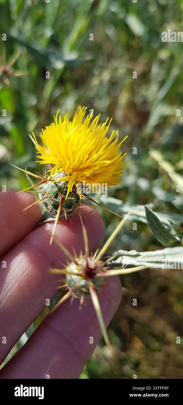 Yellow Star-Thistle (Centaurea solstitialis) Plantae Stock Photo - Alamy