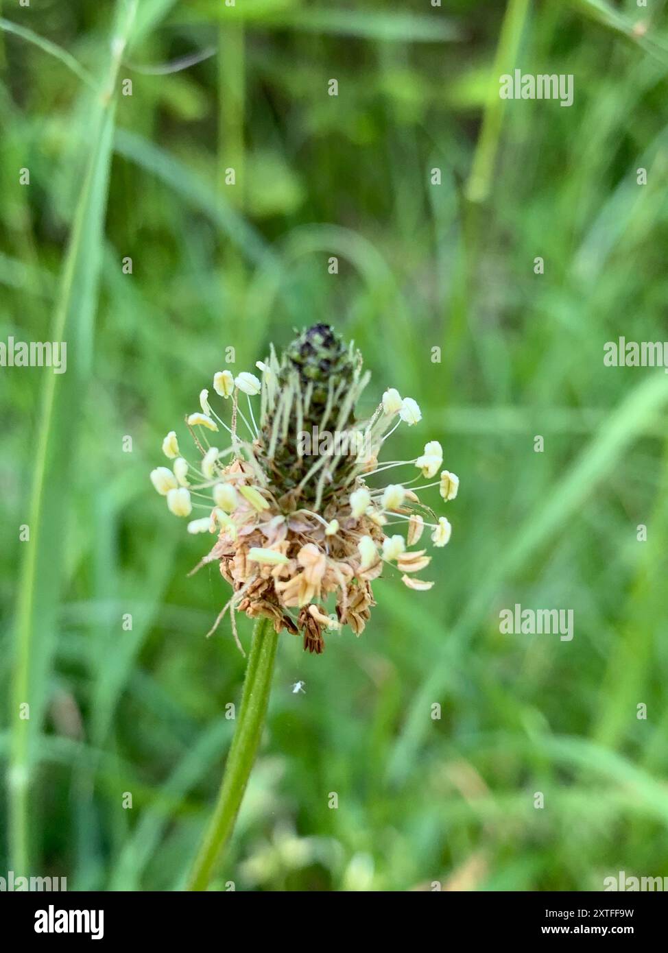 ribwort plantain (Plantago lanceolata) Plantae Stock Photo - Alamy