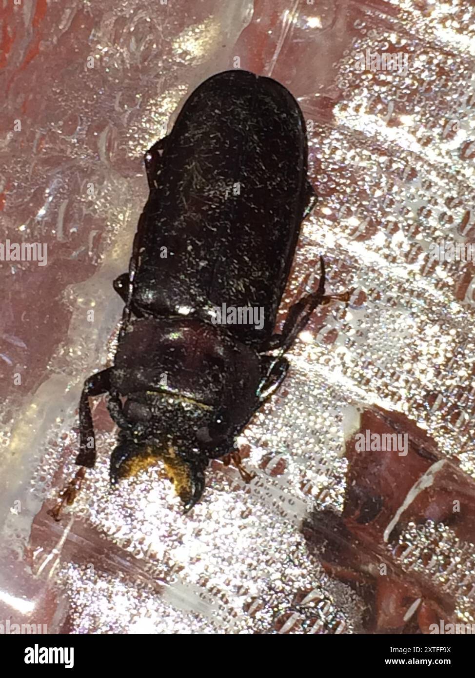 Hardwood Stump Borer (Mallodon dasystomus) Insecta Stock Photo - Alamy