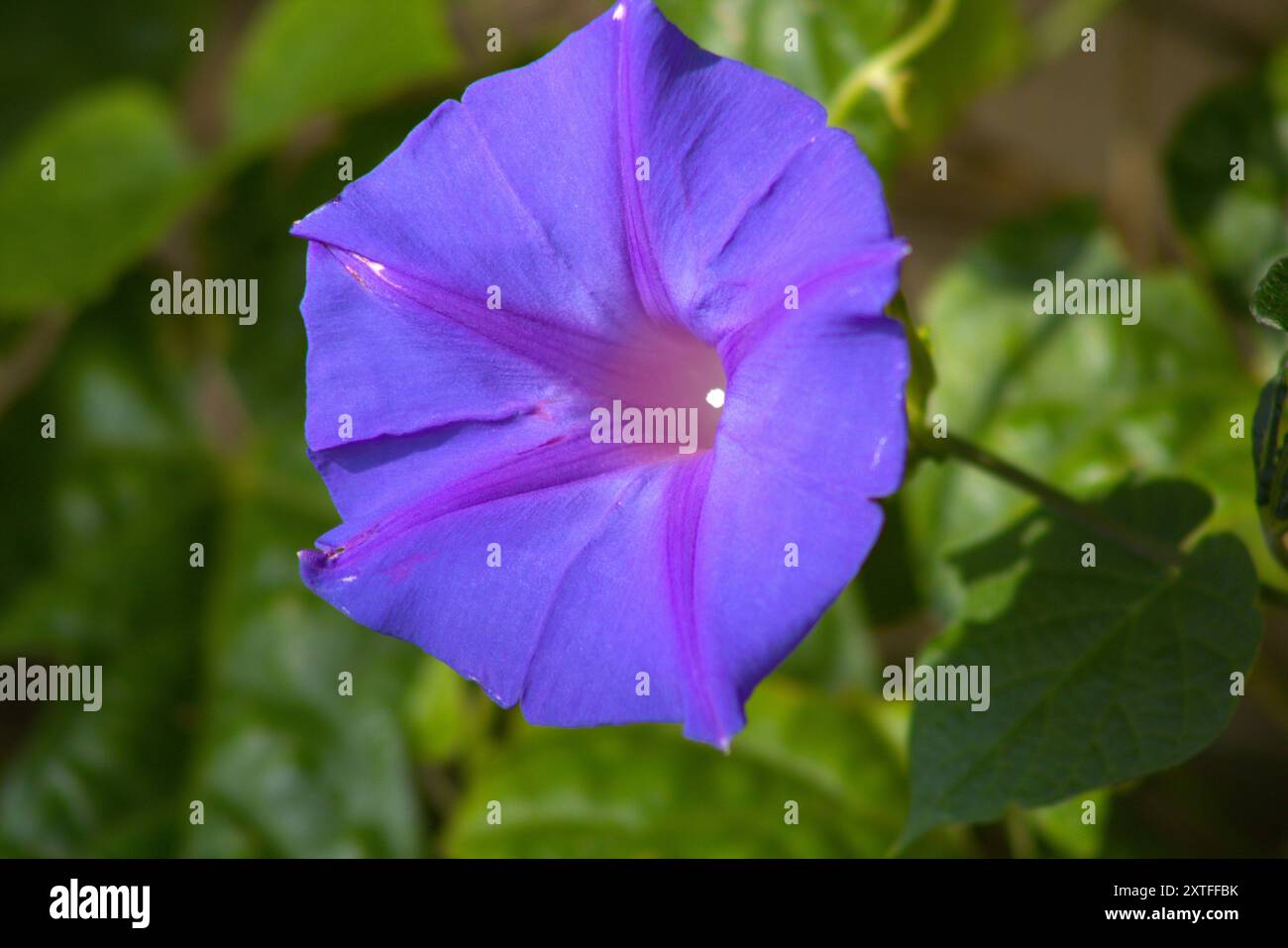purple bluebell flower up close Stock Photo - Alamy