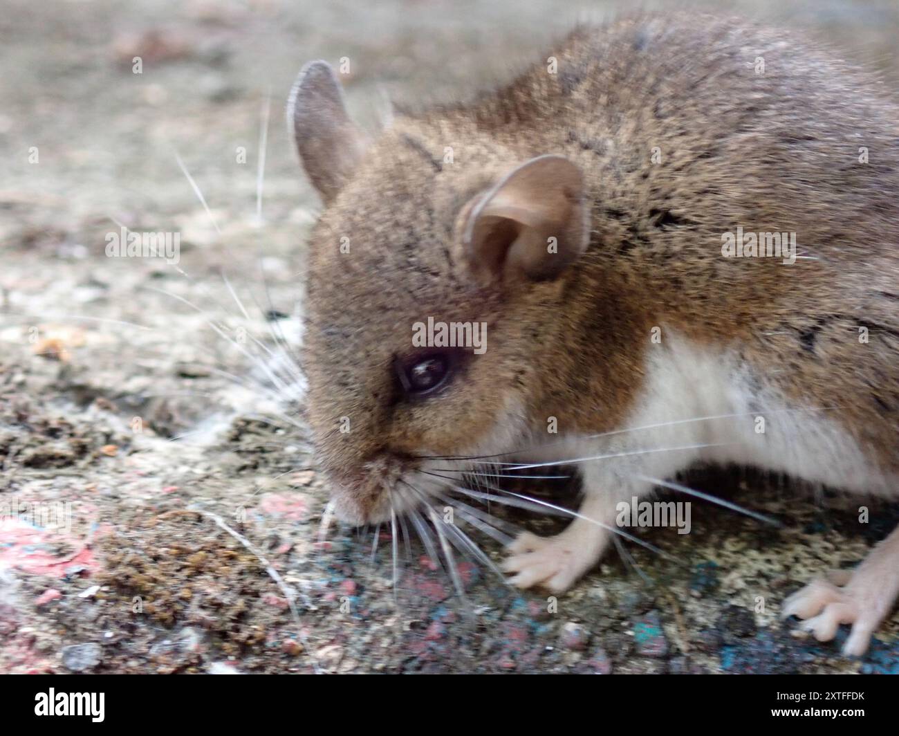 Western Deer Mouse (Peromyscus sonoriensis) Mammalia Stock Photo - Alamy