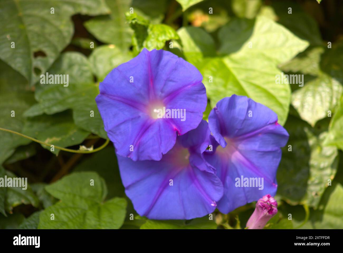 Bluebell flowers bees hi-res stock photography and images - Alamy