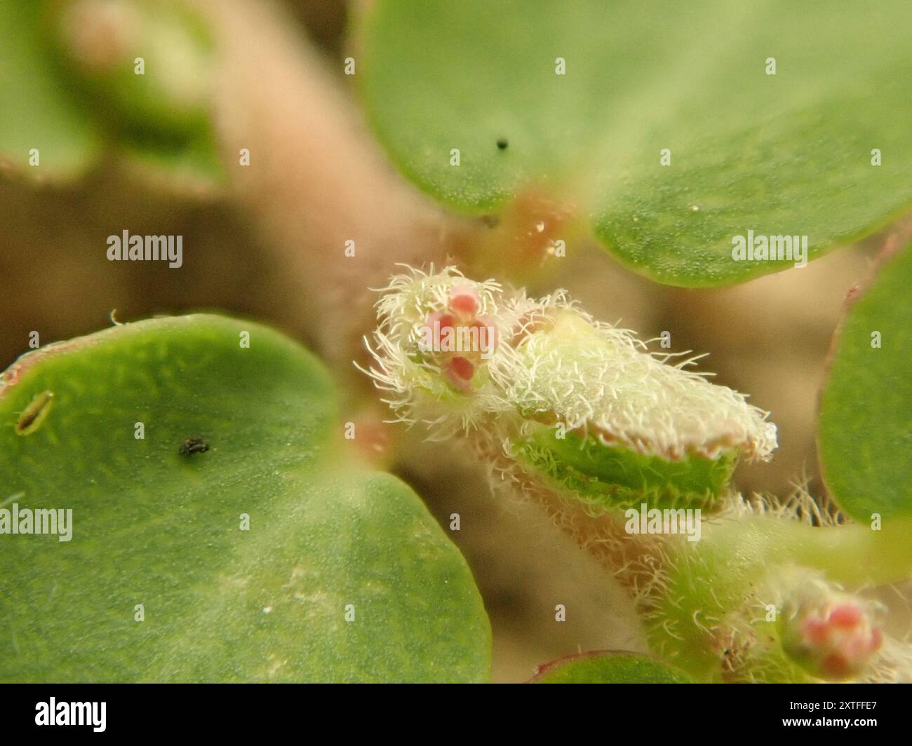 prostrate sandmat (Euphorbia prostrata) Plantae Stock Photo - Alamy