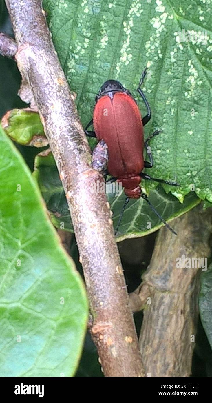 Common Cardinal Beetle (Pyrochroa serraticornis) Insecta Stock Photo ...