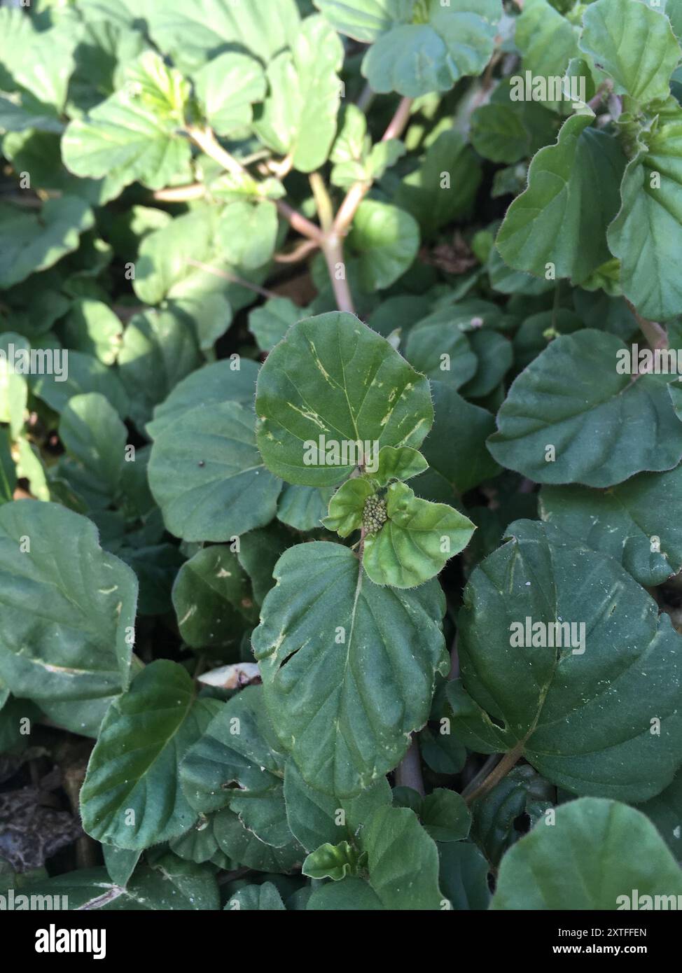 scarlet spiderling (Boerhavia coccinea) Plantae Stock Photo - Alamy