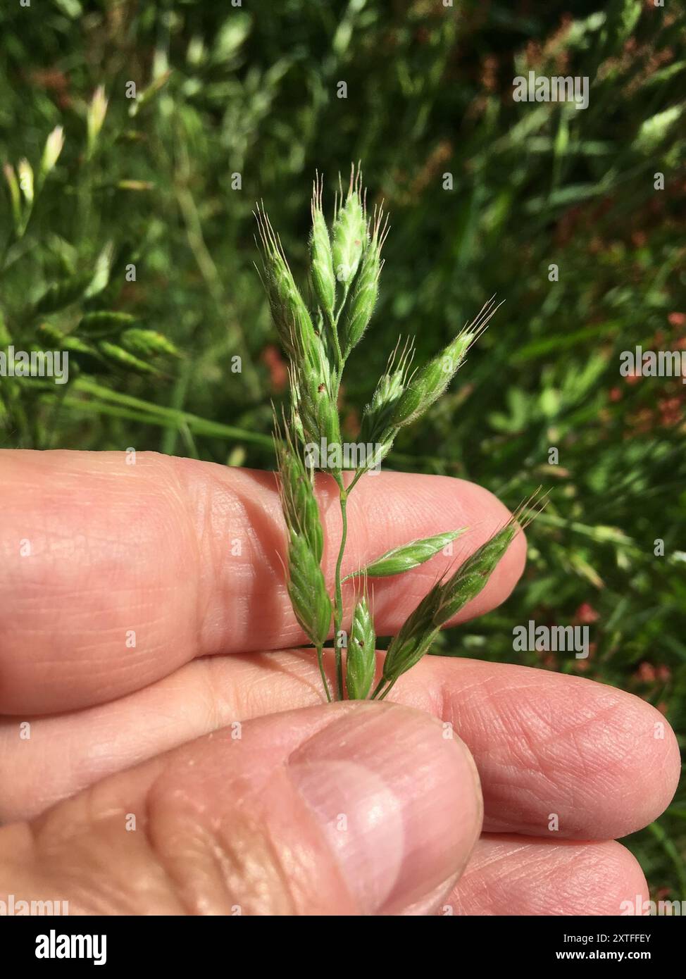 common soft brome (Bromus hordeaceus) Plantae Stock Photo - Alamy