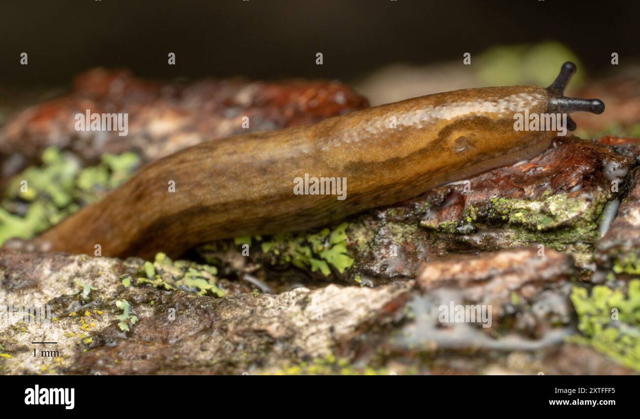 Arion Slugs (Arion) Mollusca Stock Photo - Alamy