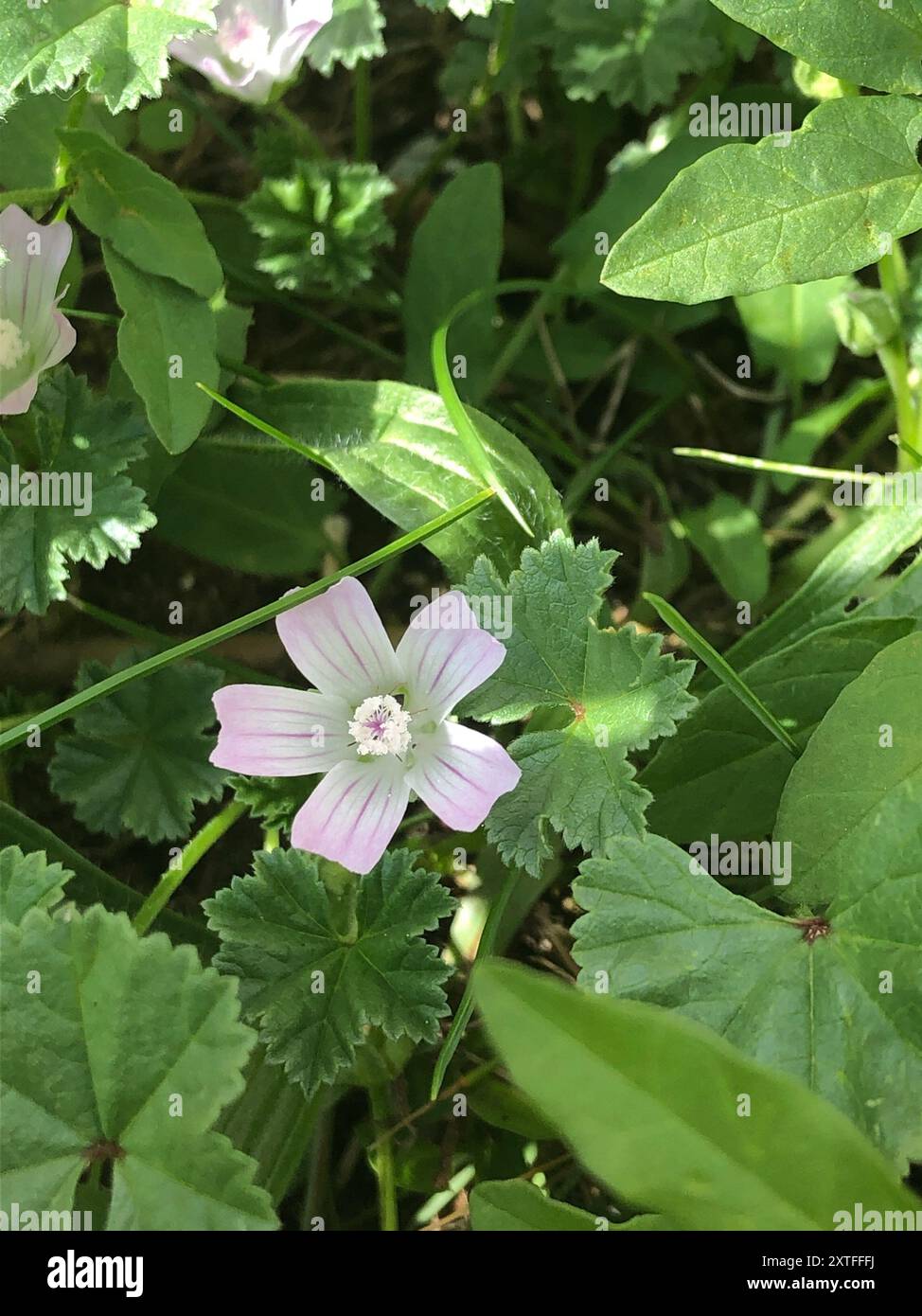 dwarf mallow (Malva neglecta) Plantae Stock Photo - Alamy