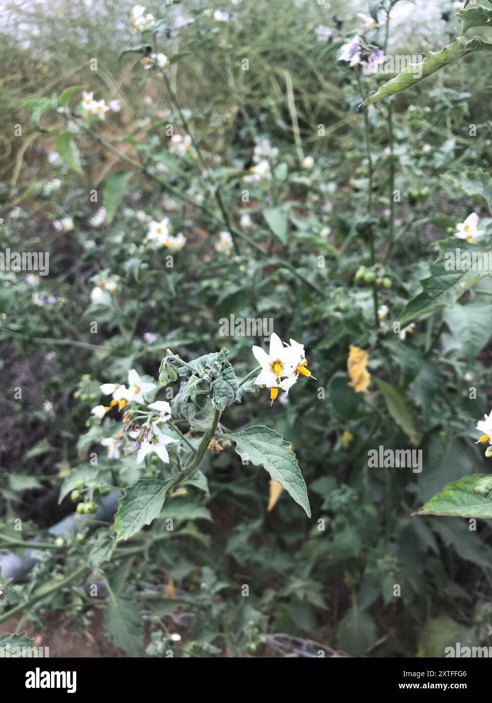greenspot nightshade (Solanum douglasii) Plantae Stock Photo - Alamy