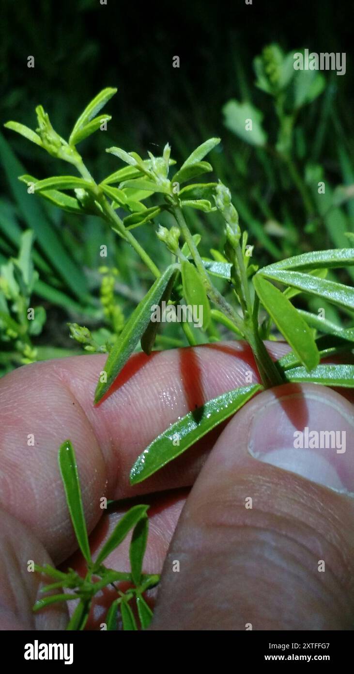 Slimflower Scurfpea (Pediomelum tenuiflorum) Plantae Stock Photo - Alamy