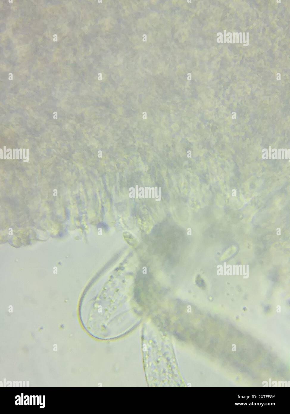 Dripping bonnet hi-res stock photography and images - Alamy