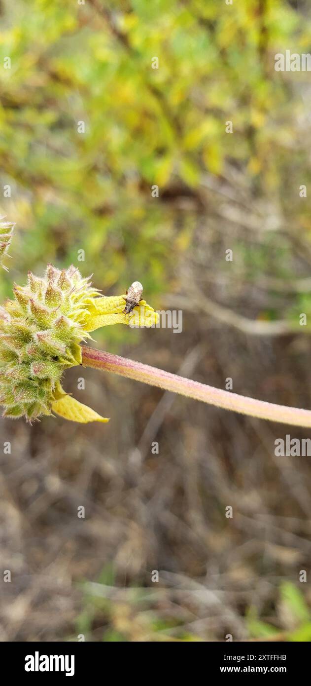 False chinch bugs (Nysius) Insecta Stock Photo - Alamy