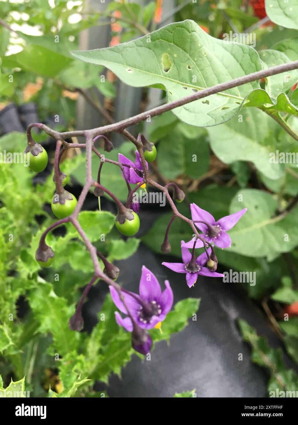 bittersweet nightshade (Solanum dulcamara) Plantae Stock Photo - Alamy