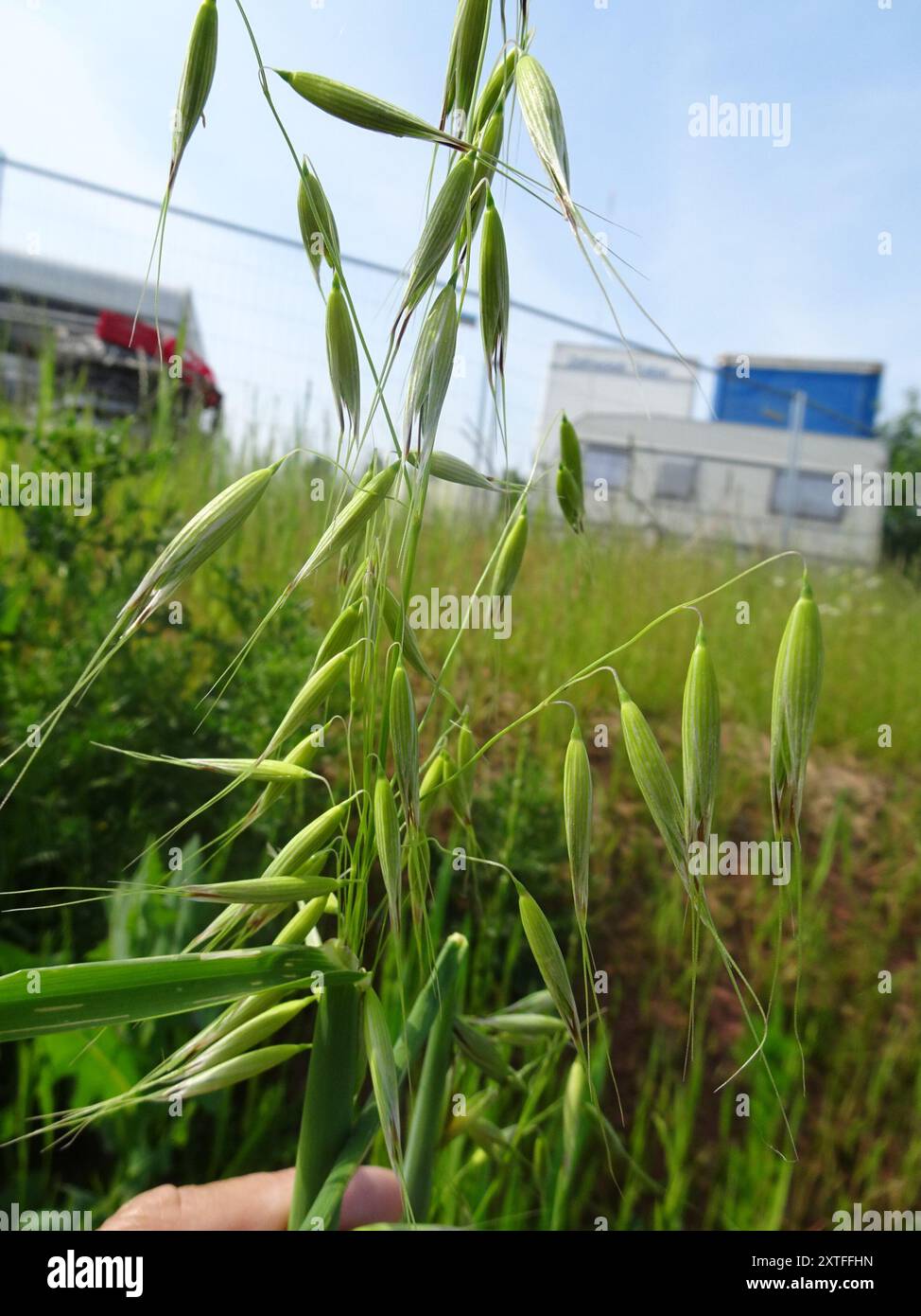 wild oat (Avena fatua) Plantae Stock Photo - Alamy