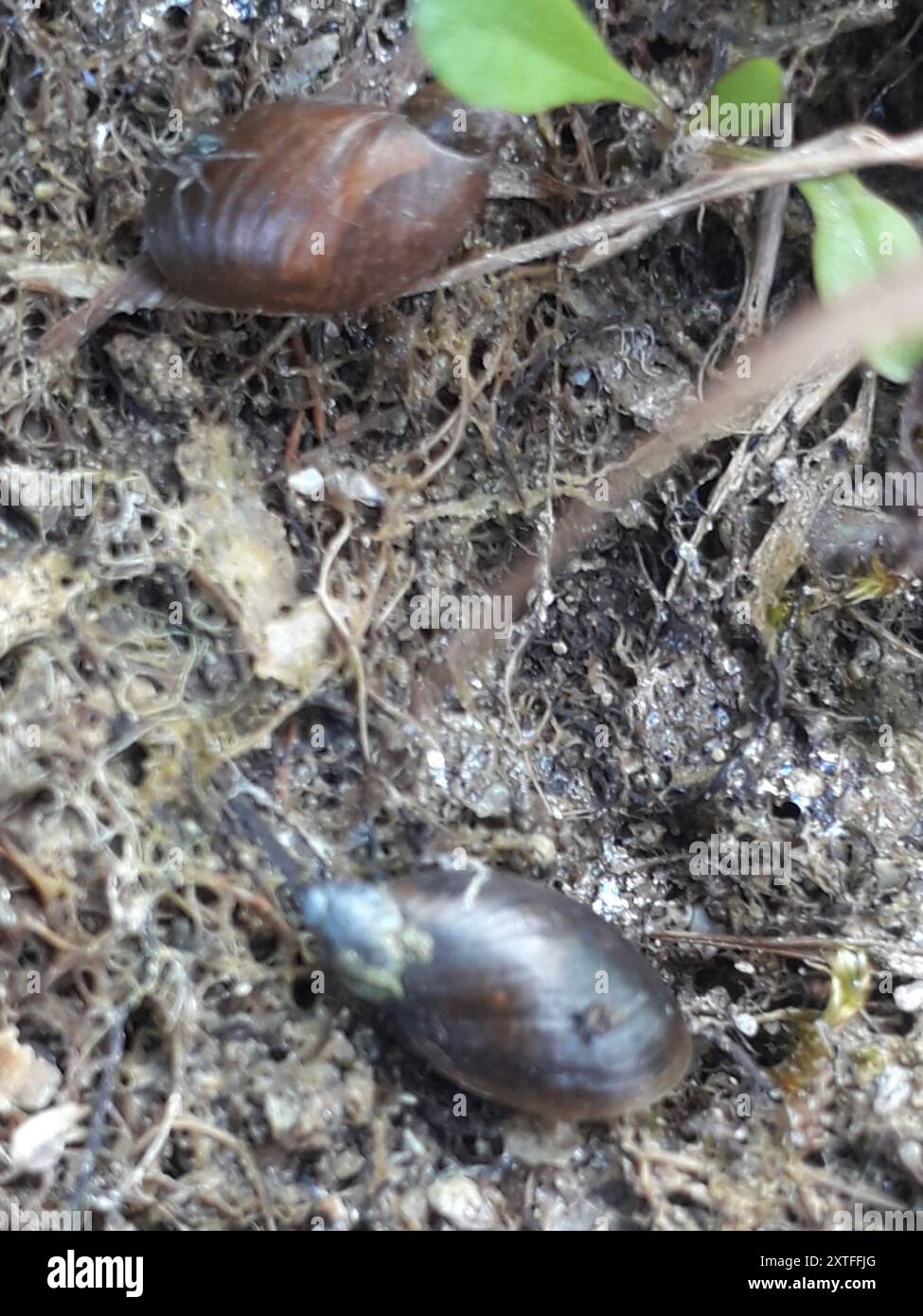 Oxyloma elegans hi-res stock photography and images - Alamy