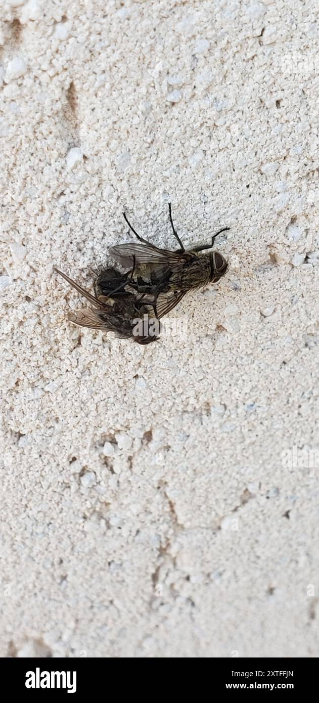 Cluster Flies (Pollenia) Insecta Stock Photo - Alamy