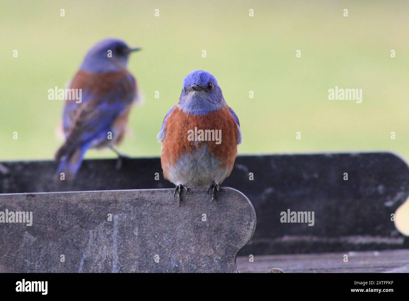 small blue song birds near tree and rustic grill Stock Photo - Alamy