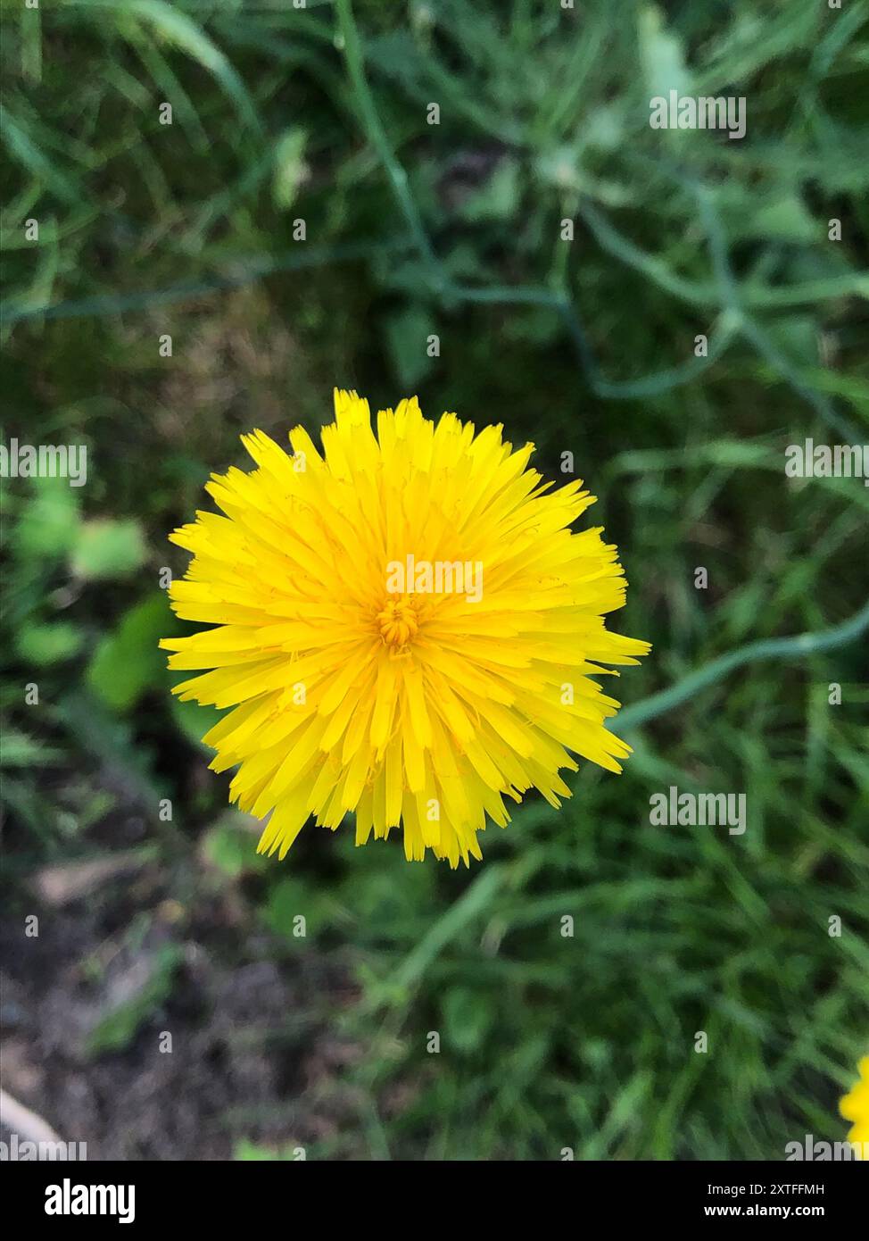 Common Cat's-ear (Hypochaeris radicata) Plantae Stock Photo - Alamy