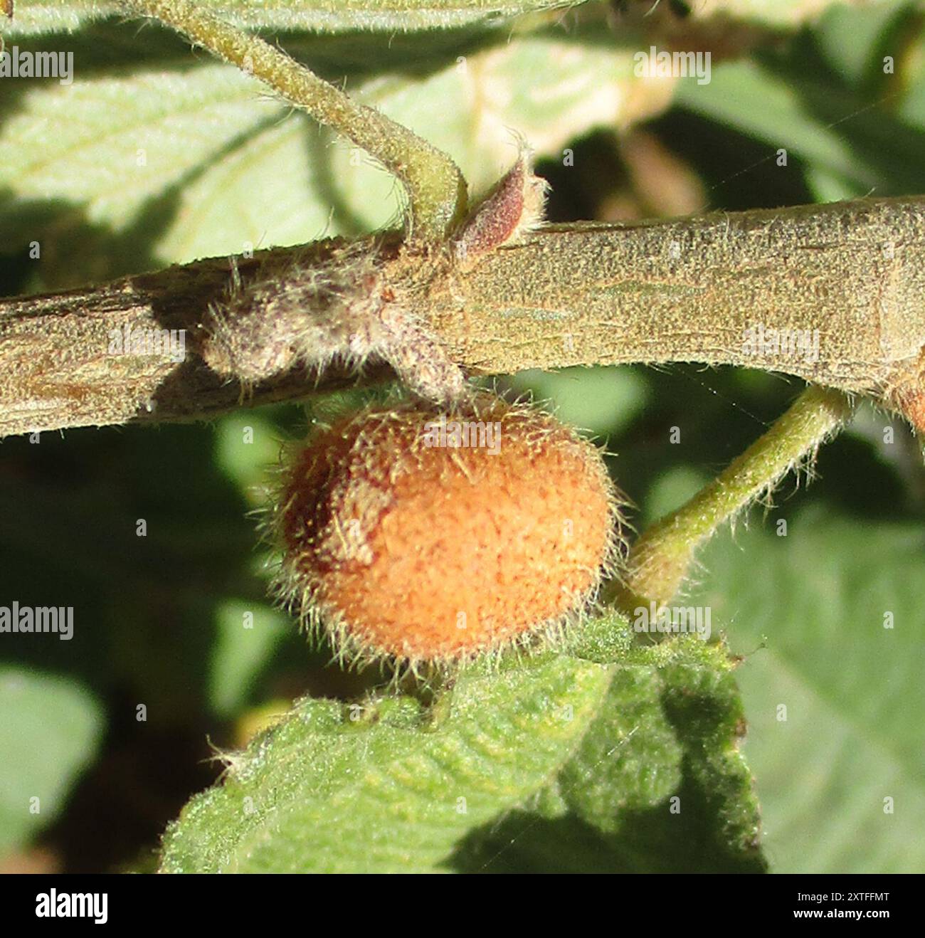 Mallow Raisin (Grewia villosa) Plantae Stock Photo - Alamy