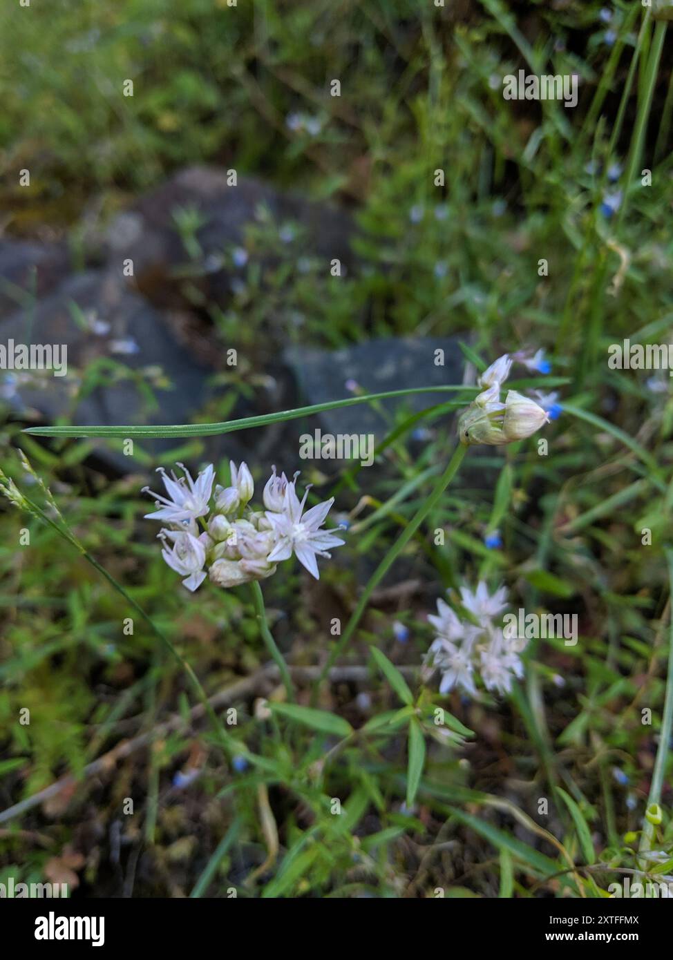 Nevius' garlic (Allium nevii) Plantae Stock Photo - Alamy